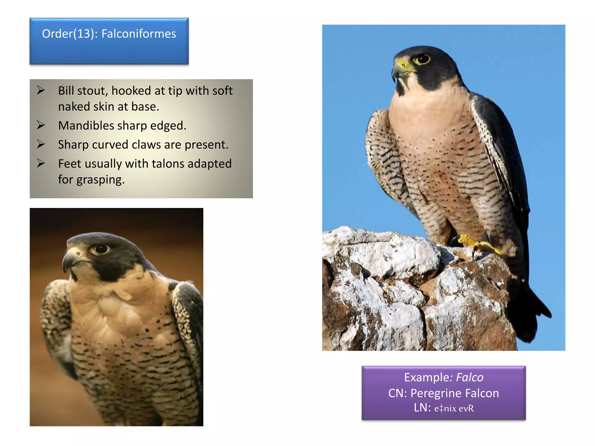 Classification of aves | PPTX