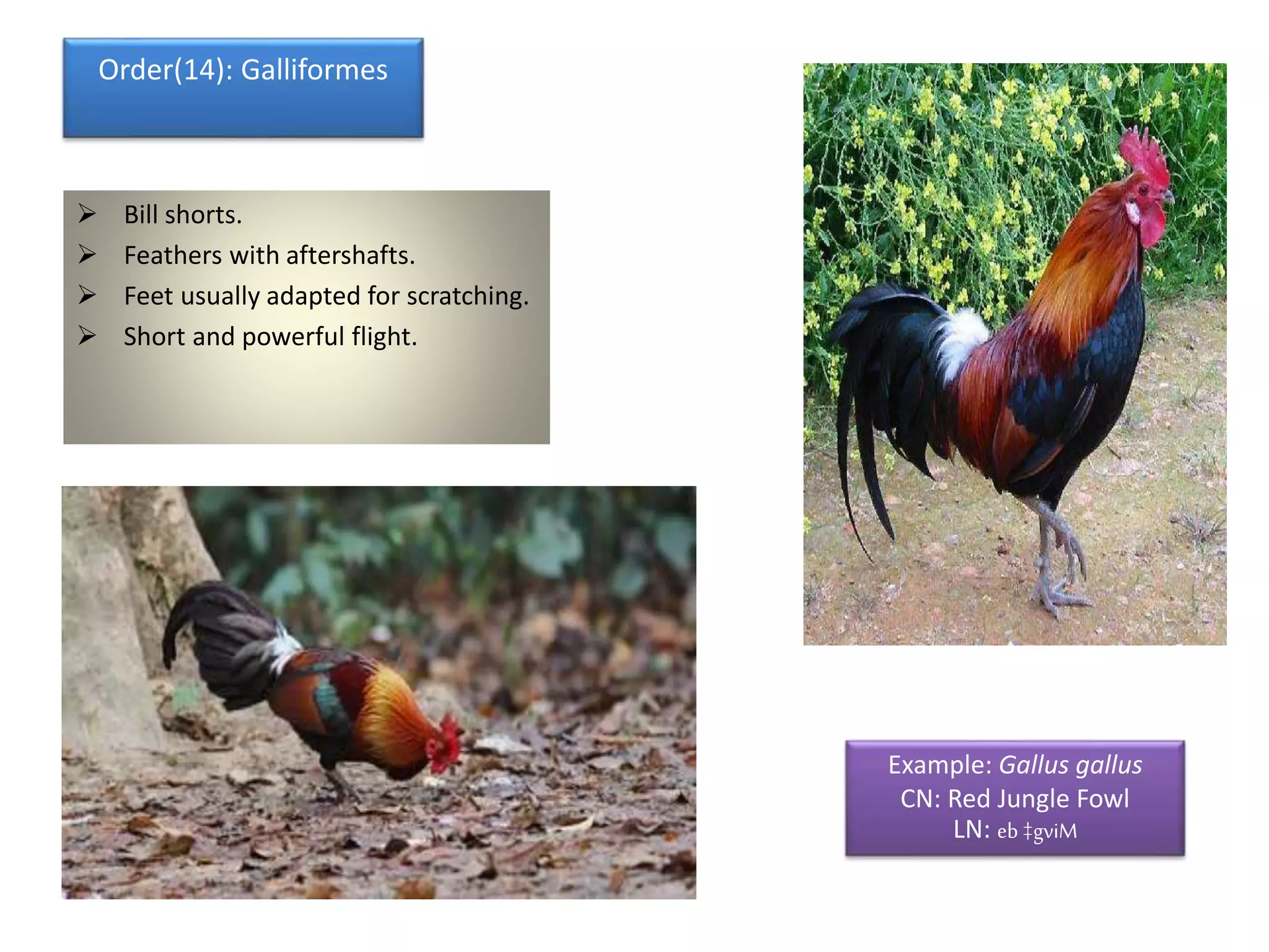 Classification of aves | PPTX