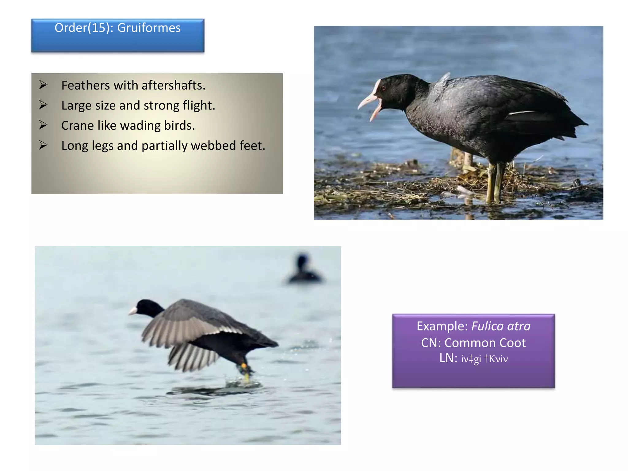 Classification of aves | PPTX