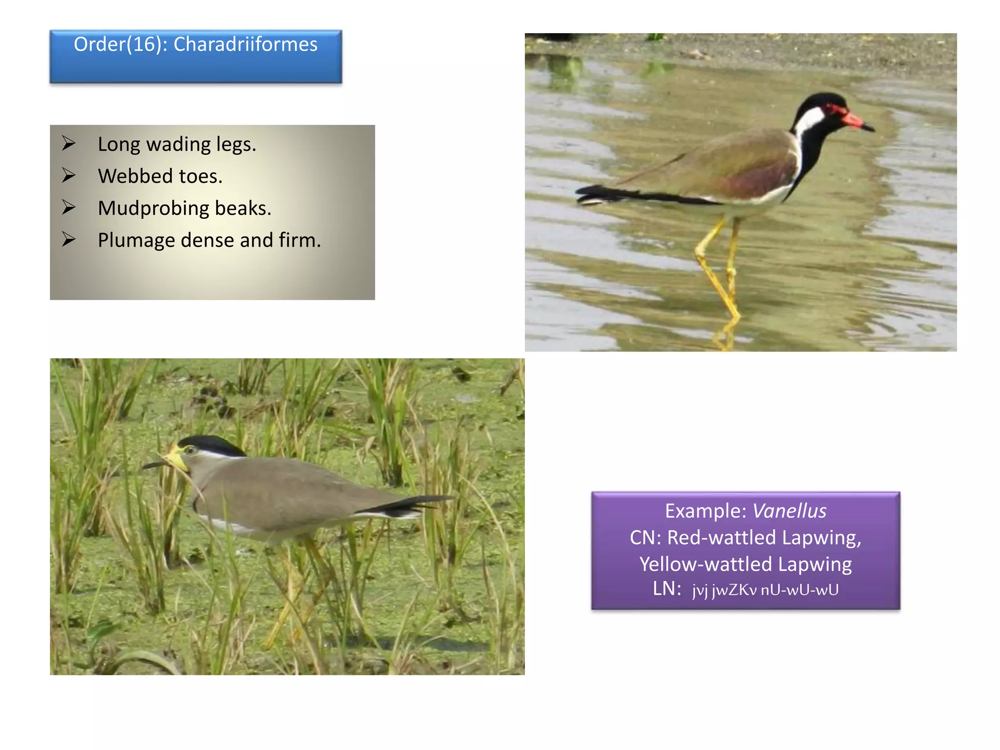 Classification of aves | PPTX