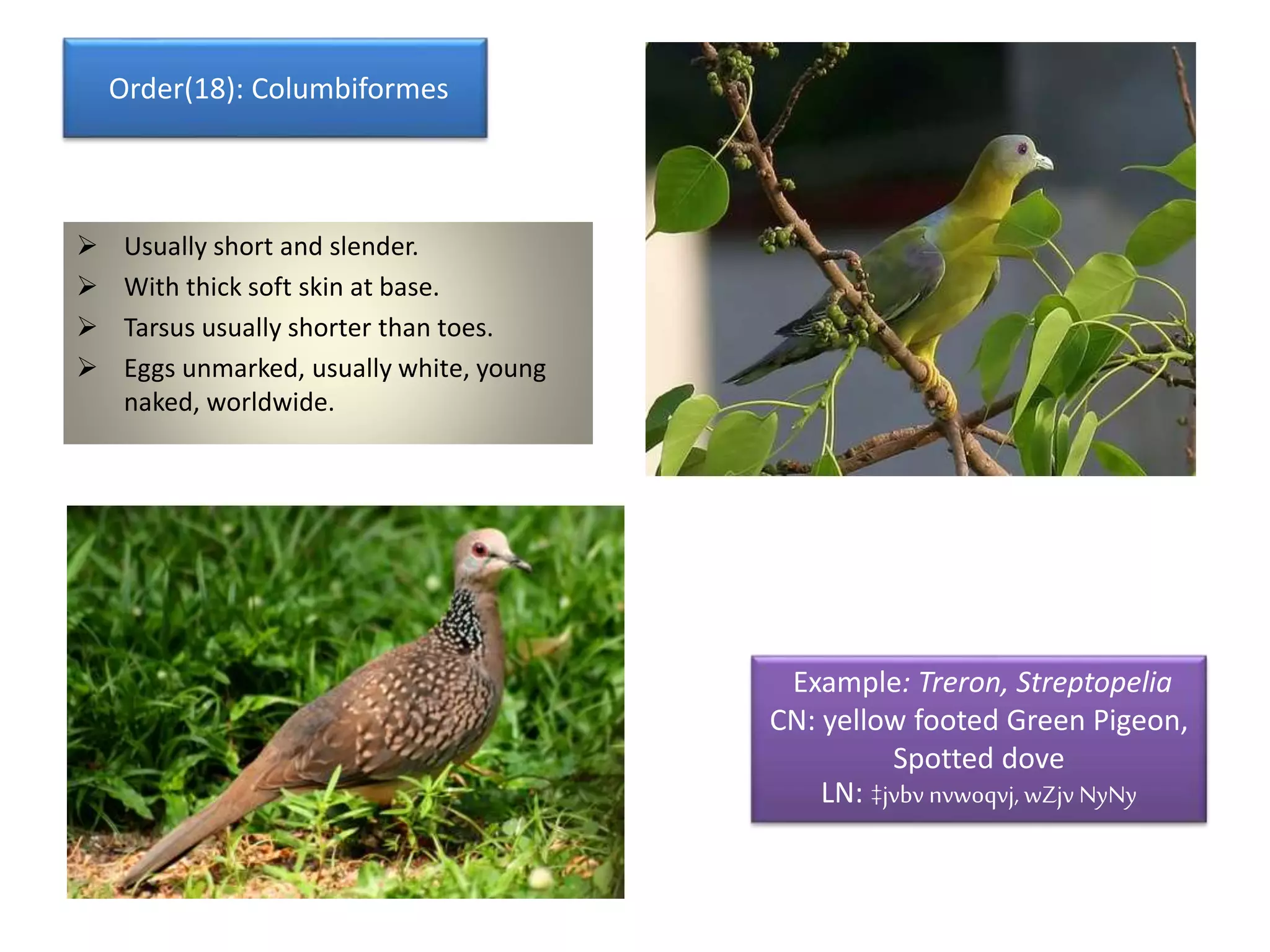 Classification of aves | PPTX