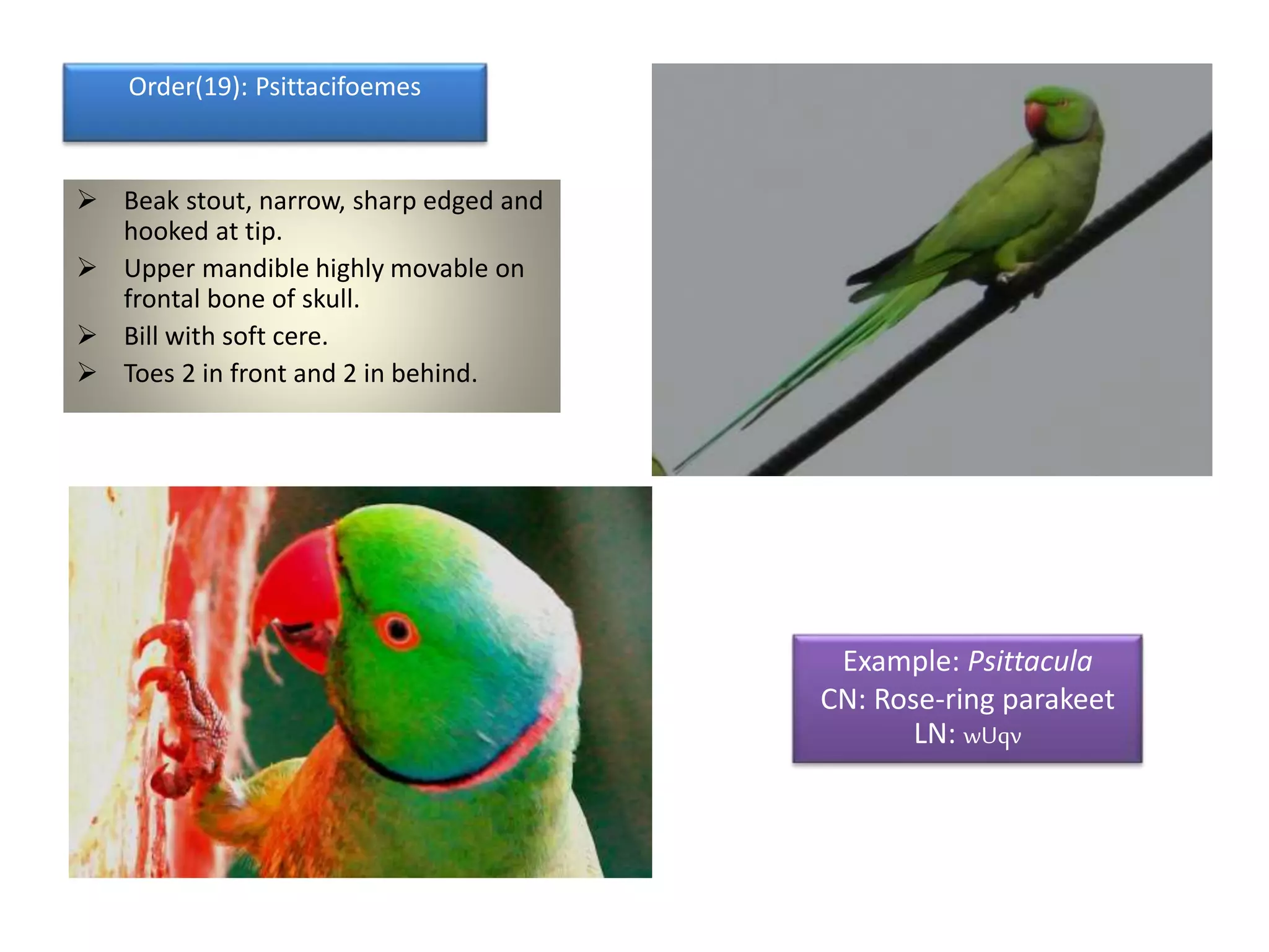 Classification of aves | PPTX