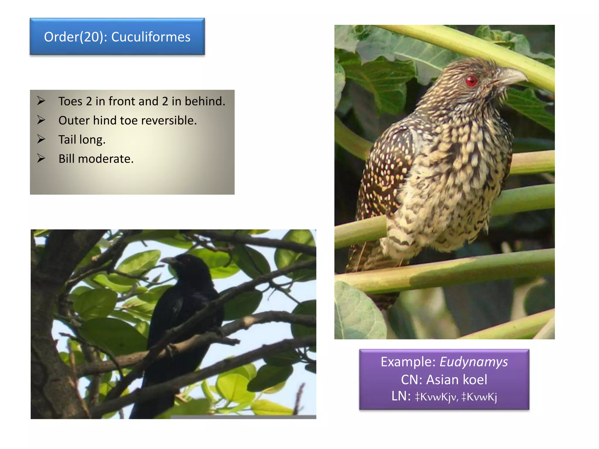 Classification of aves | PPTX