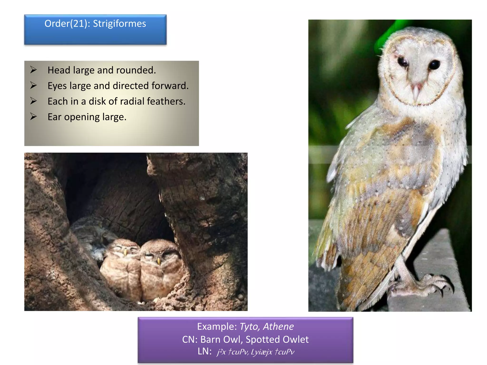 Classification of aves | PPTX