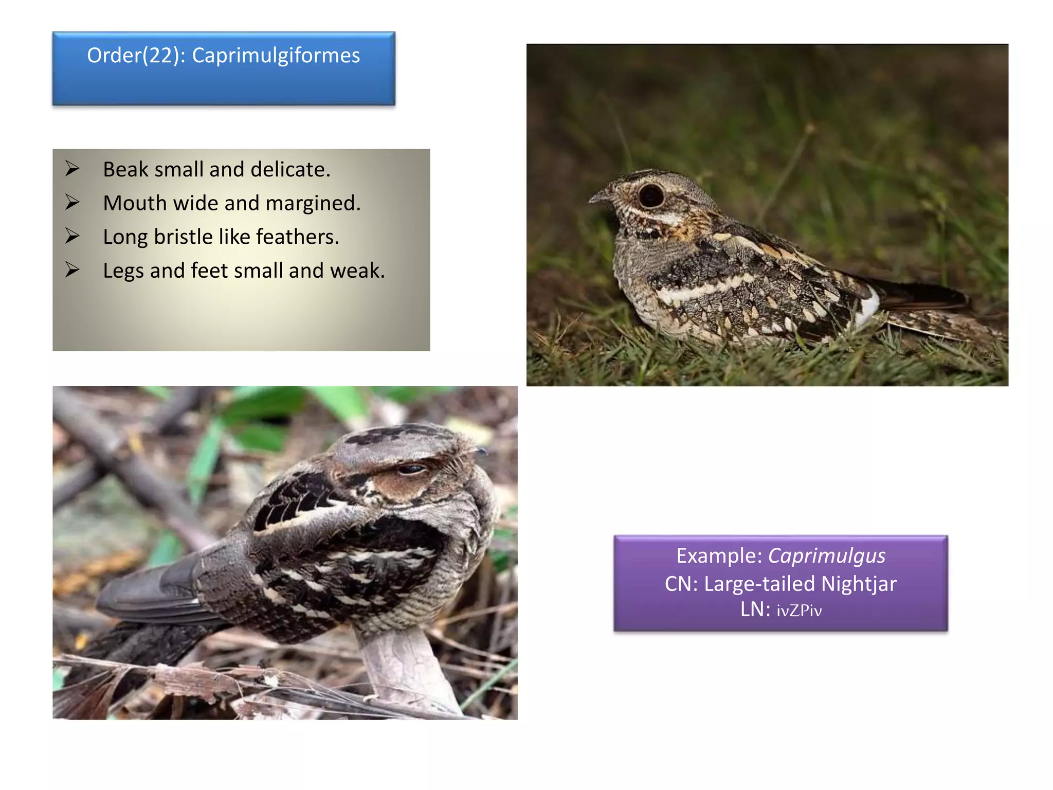 Classification of aves | PPTX