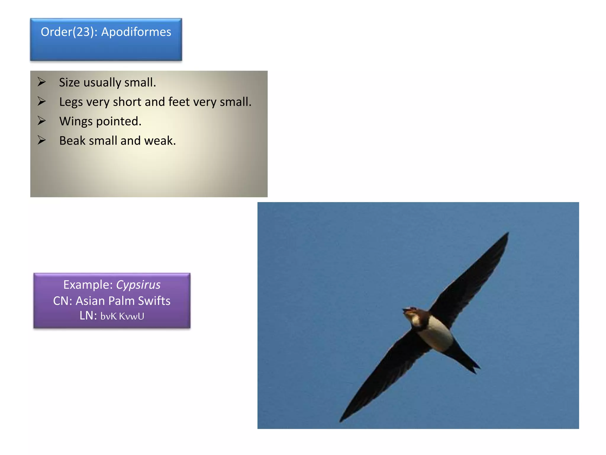 Classification of aves | PPTX
