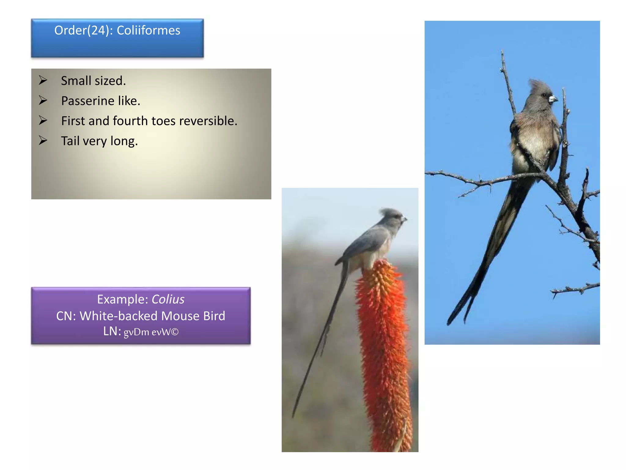 Classification of aves | PPTX