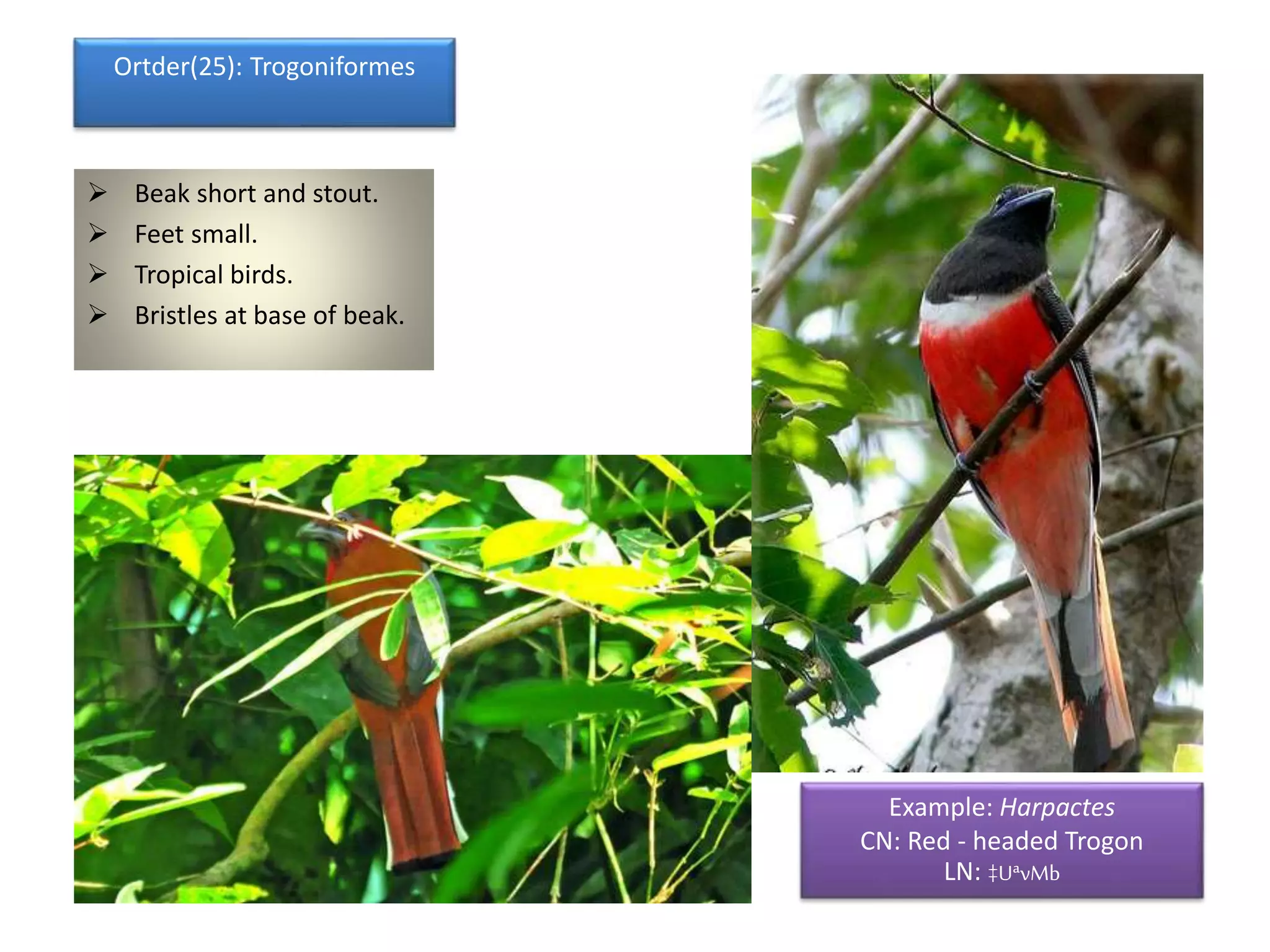 Classification of aves | PPTX
