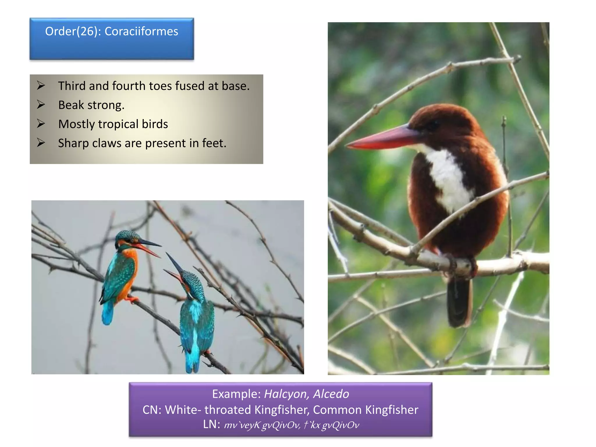 Classification of aves | PPTX