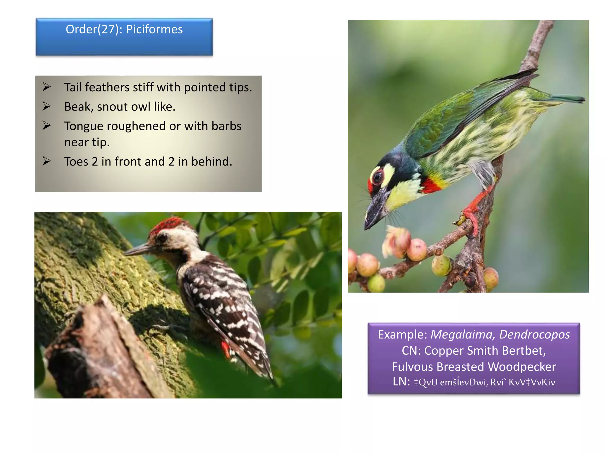 Classification of aves | PPTX