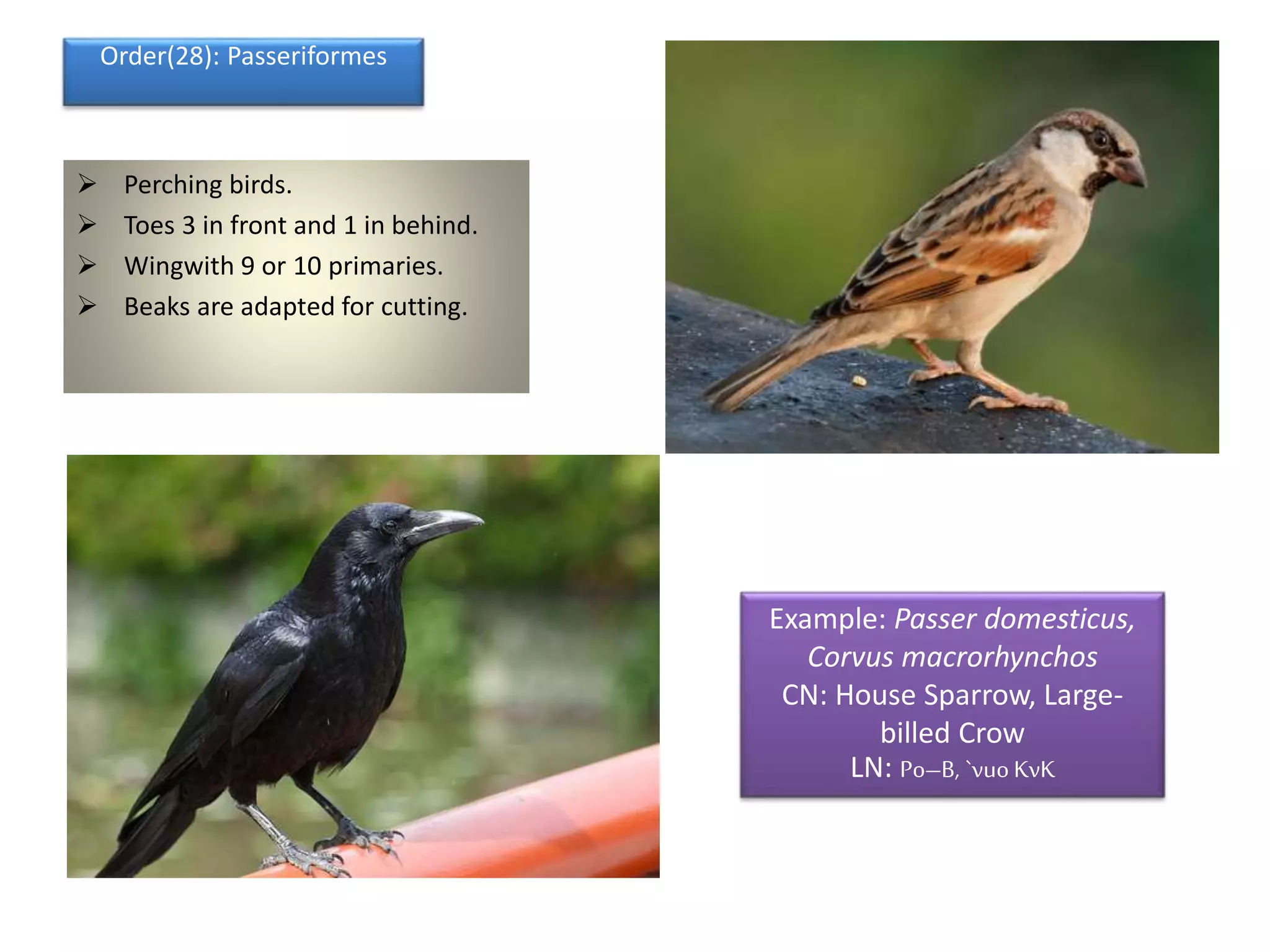 Classification of aves | PPTX