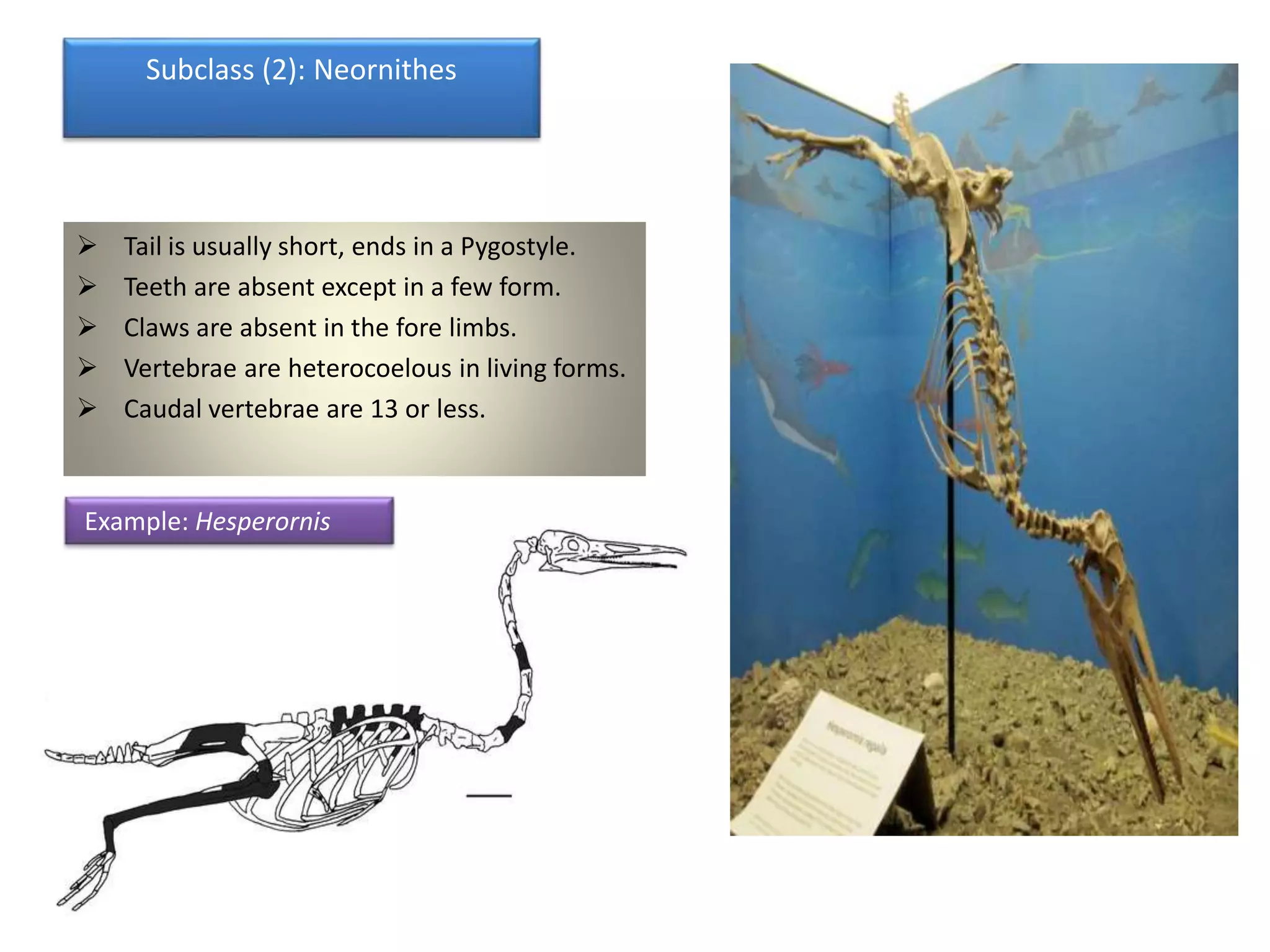 Classification of aves | PPTX