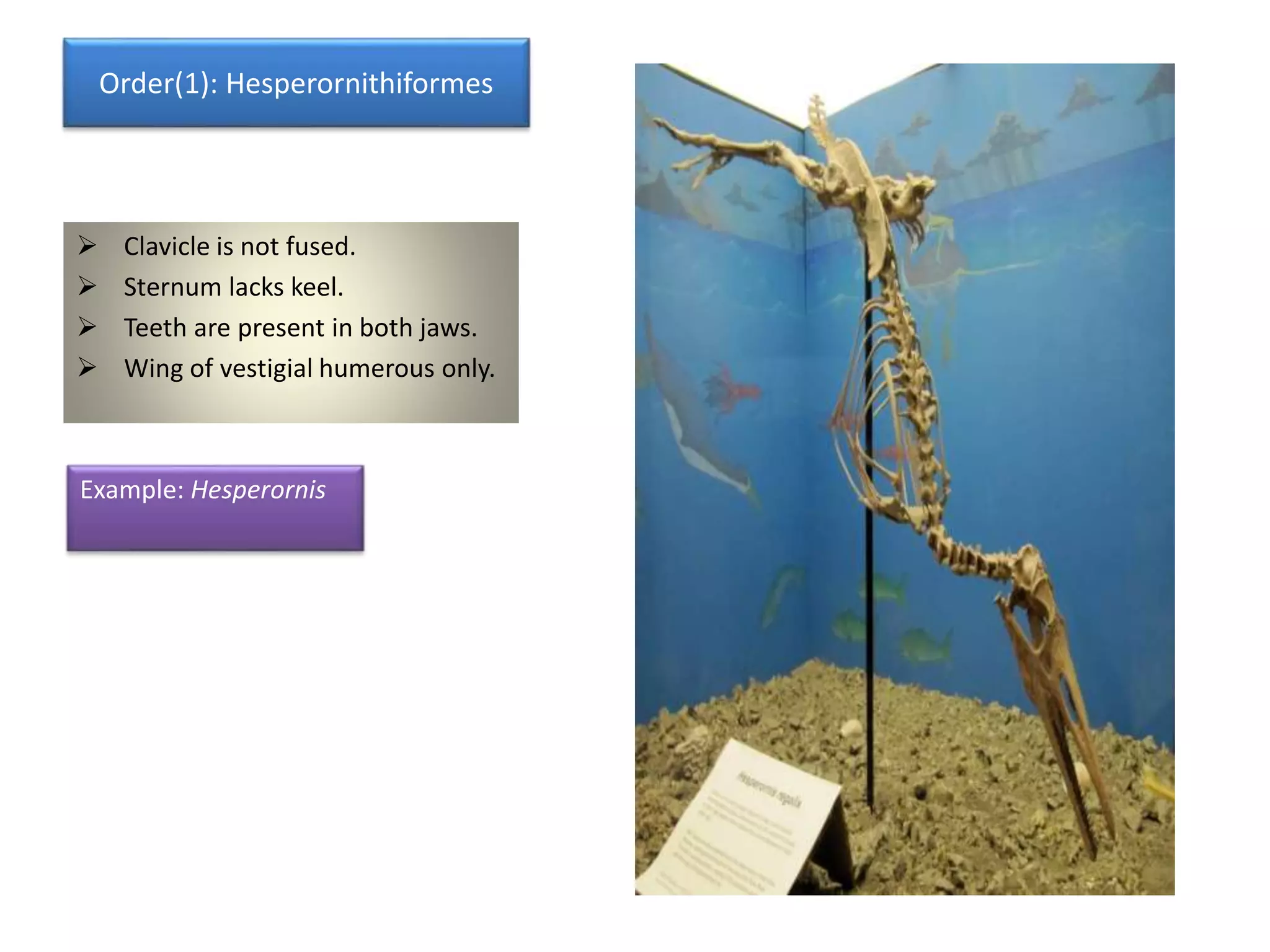 Classification of aves | PPTX