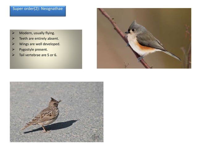 Classification of aves | PPTX