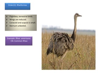 Classification of aves | PPTX