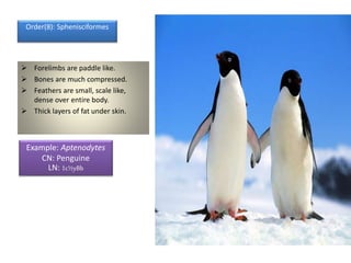 Classification of aves | PPTX