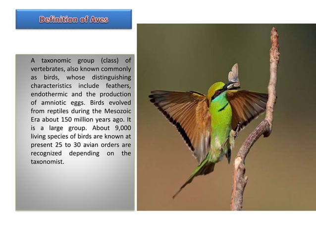Classification of aves | PPTX