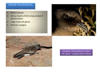 Classification of aves | PPTX