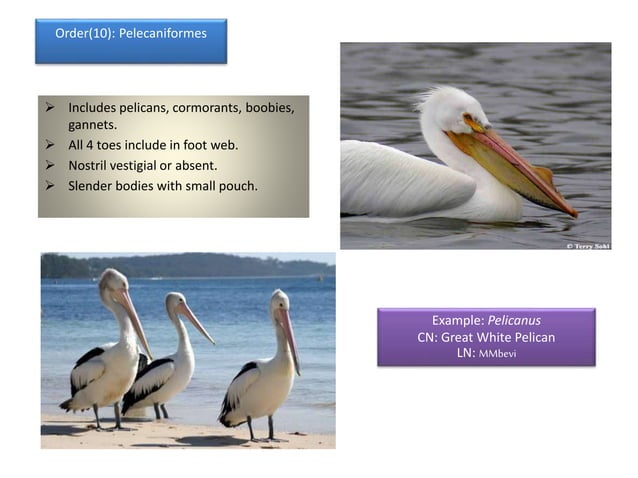 Classification of aves | PPTX