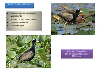 Classification of aves | PPTX