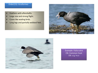 Classification of aves | PPTX