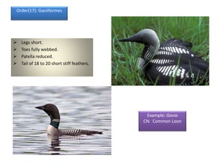 Classification of aves | PPTX