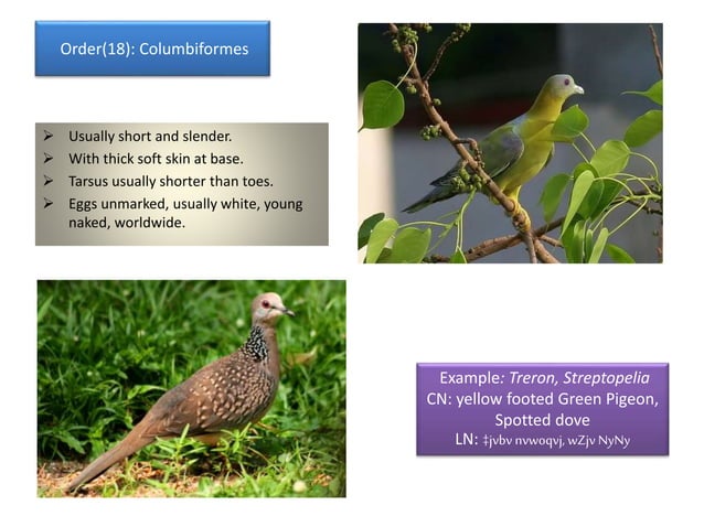 Classification of aves | PPT
