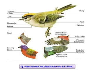 Classification of aves | PPTX