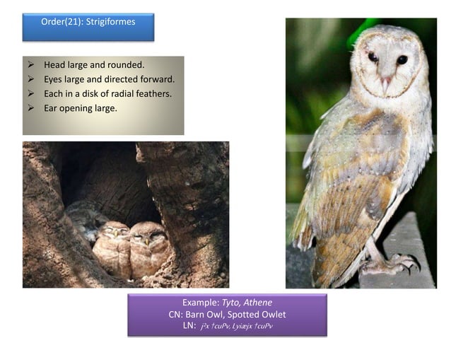 Classification of aves | PPTX