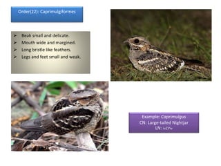 Classification of aves | PPTX