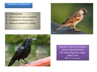 Classification of aves | PPTX