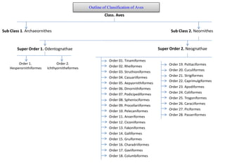 Classification of aves | PPTX