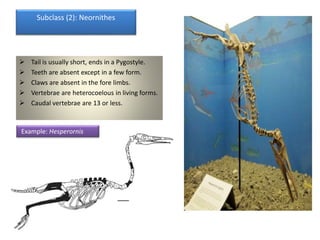Classification of aves | PPTX