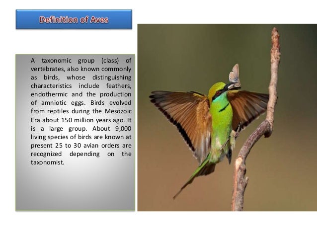Classification of aves