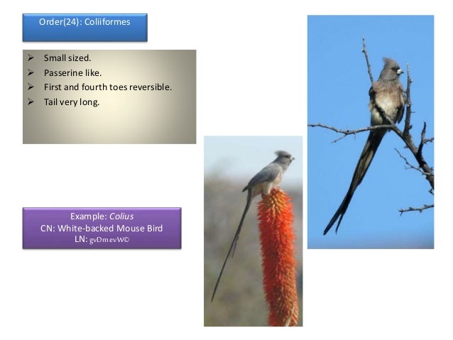 Classification of aves