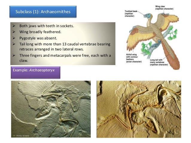 Classification of aves