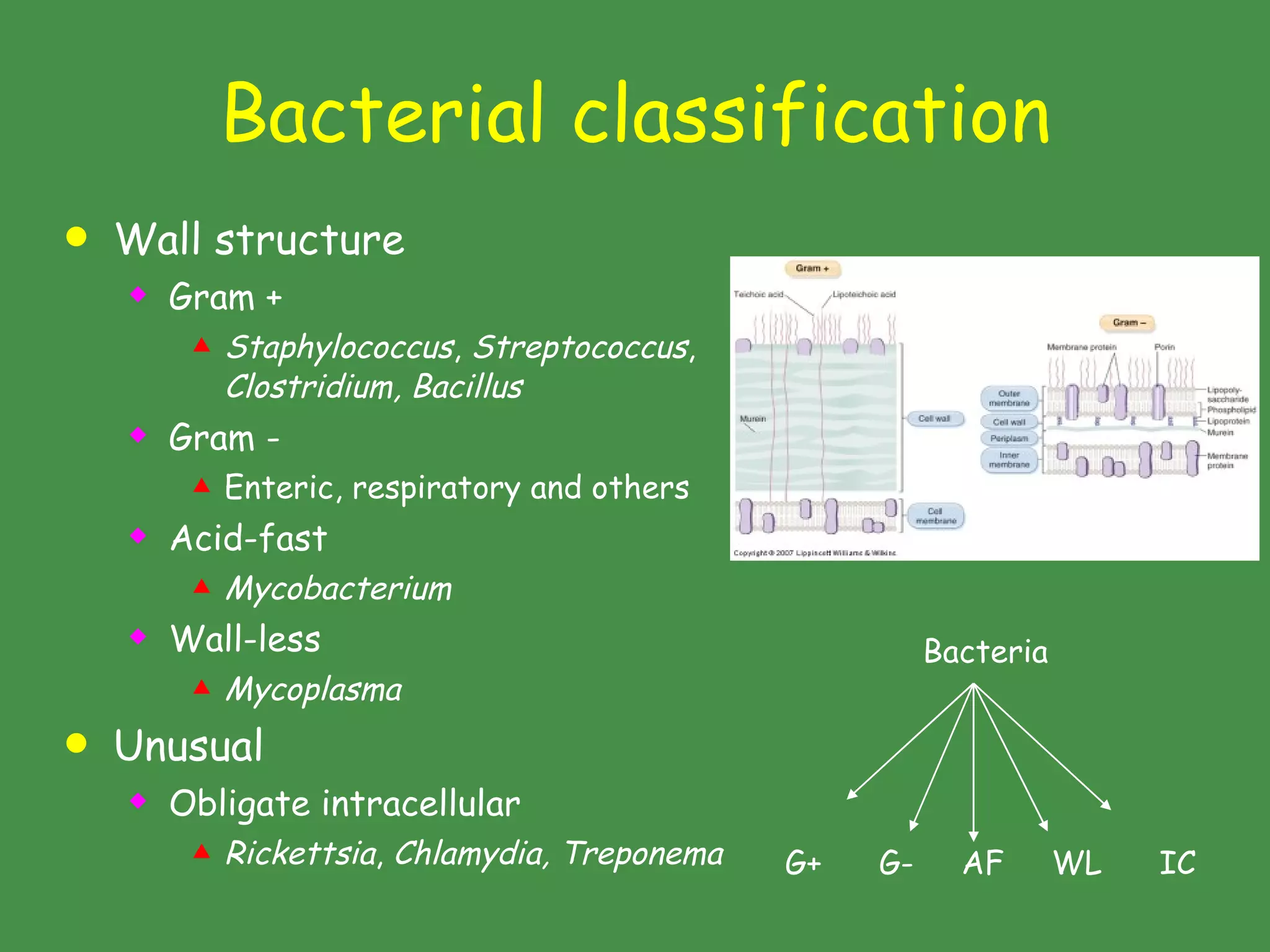 Classificationof Bacteria | PPT