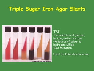 Classificationof Bacteria | PPT