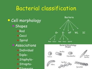 Classificationof Bacteria | PPT