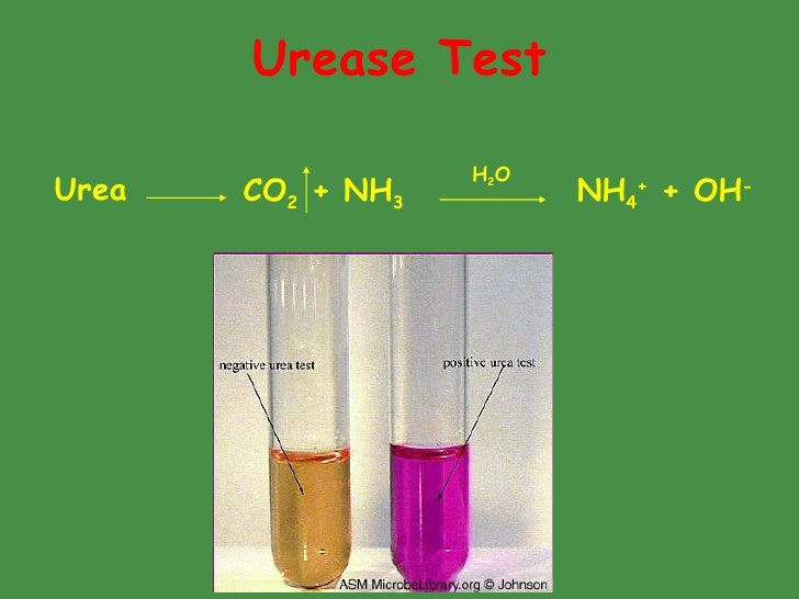 Classificationof Bacteria