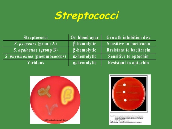 Classificationof Bacteria