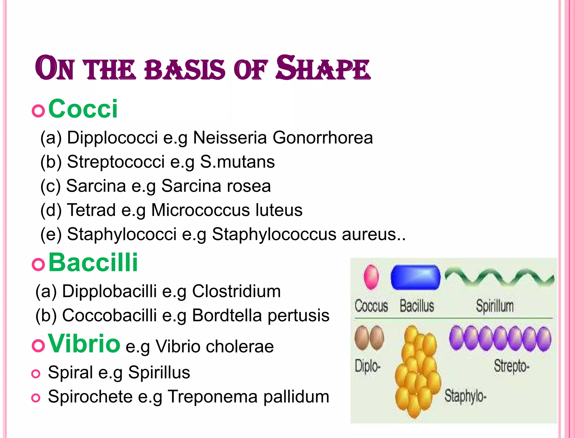 Classification of bacteria | PPTX