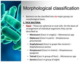 Classification of bacteria | PPT