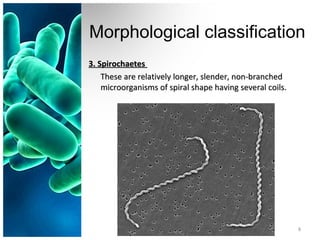 Classification of bacteria | PPT