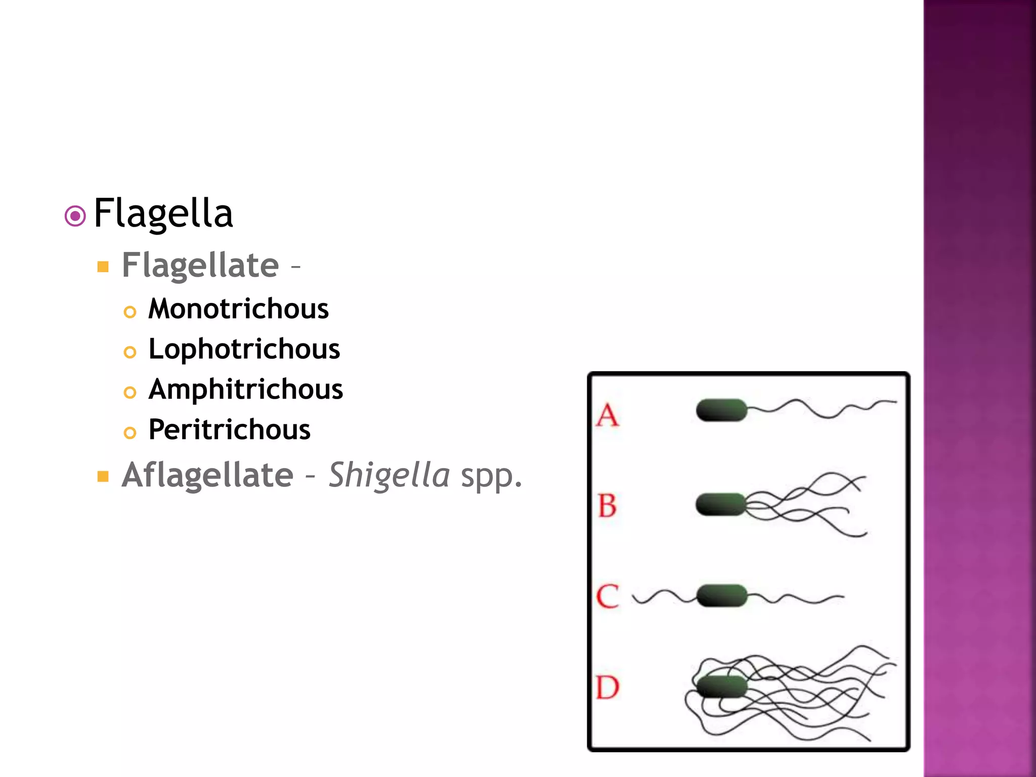 Classification of bacteria | PPTX