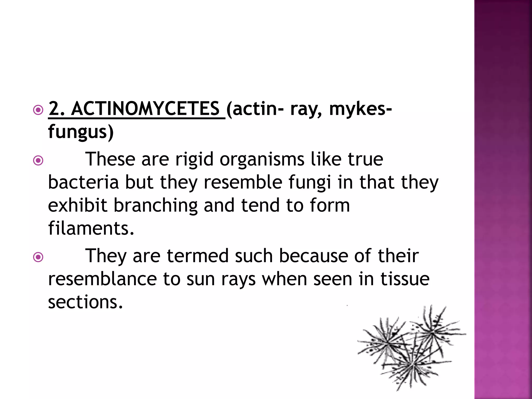 Classification of bacteria | PPTX