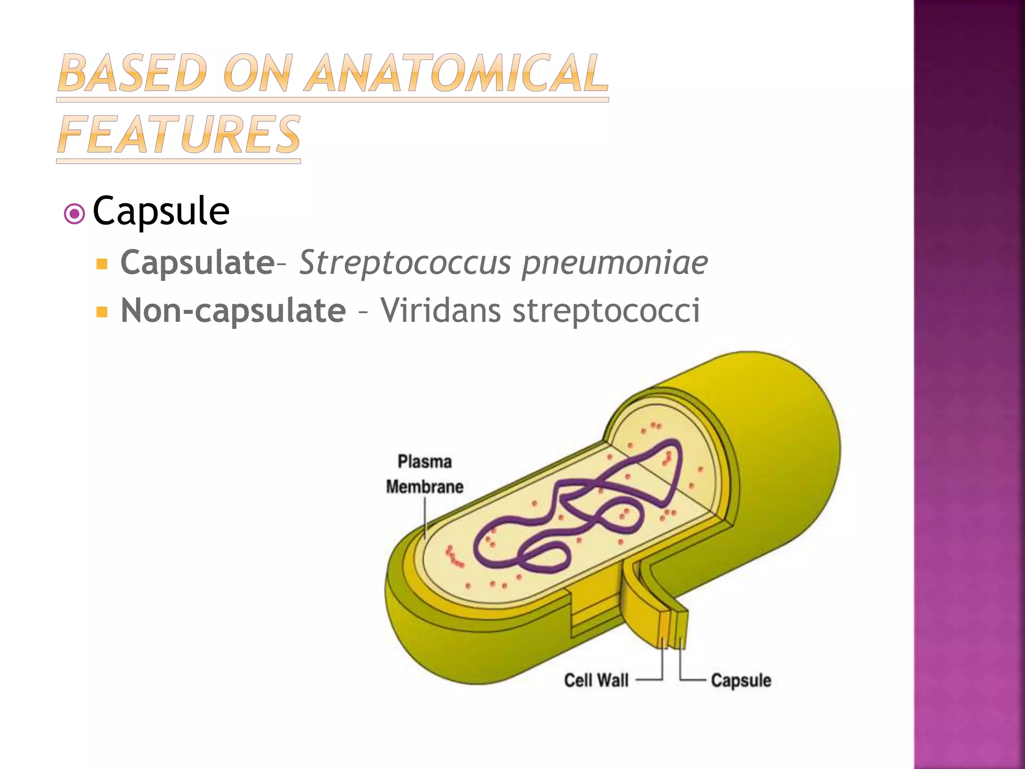 Classification of bacteria | PPTX