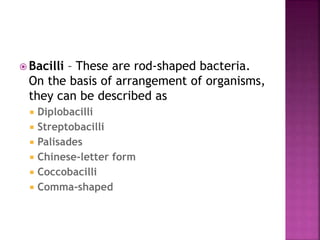 Classification of bacteria | PPTX