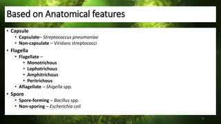 Classification of Bacteria | PPTX