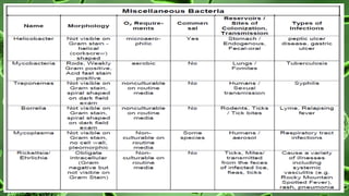 Classification of Bacteria | PPTX